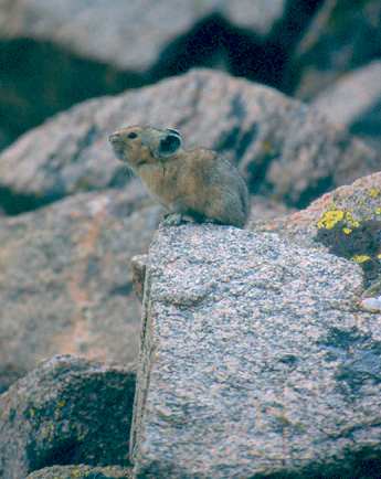 APika in the Rocky Mountains, guarding it's territory. It is pretty ...